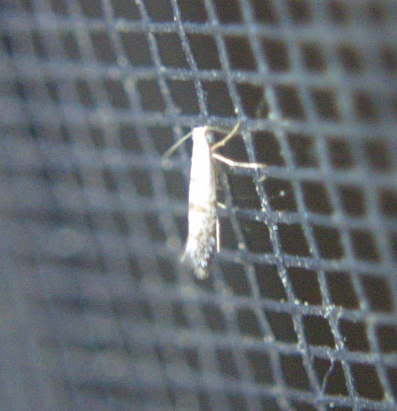 Arborvitae Leafminer Moth | Project Noah