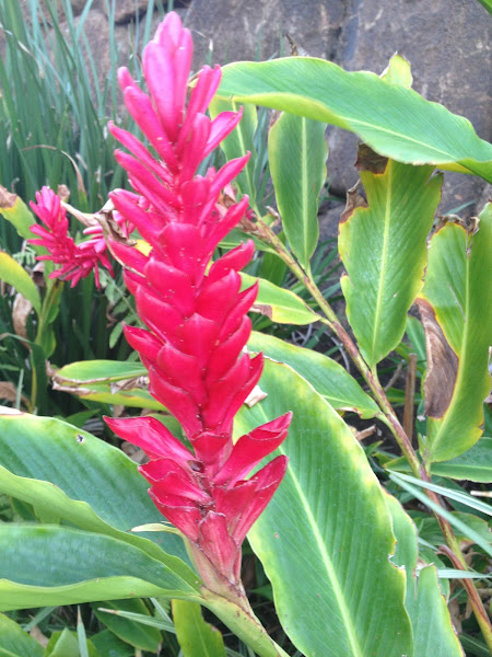 ‘Awapuhi (Red Ginger, Ostrich Plume or Pink Cone Ginger) | Project Noah