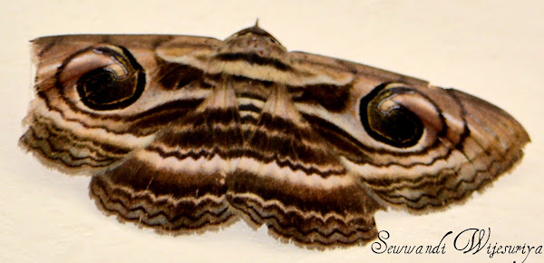 Rustic eye | Project Noah