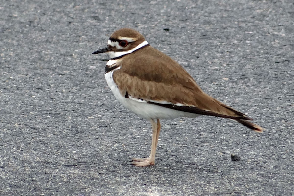 Killdeer | Project Noah