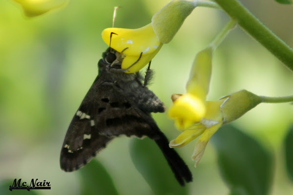 Longtail Skipper Butterfly | Project Noah