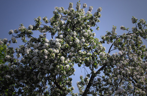 Apple | Project Noah