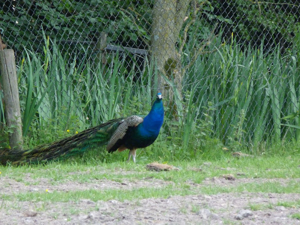 Indian Blue Peacock | Project Noah