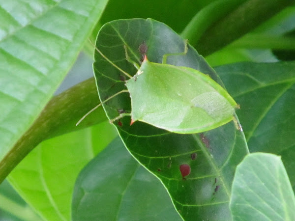 Stink Bug | Project Noah
