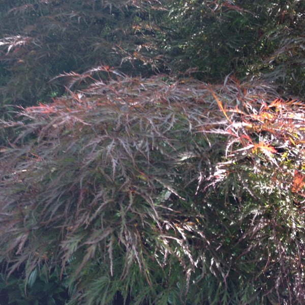 Japanese Maple | Project Noah
