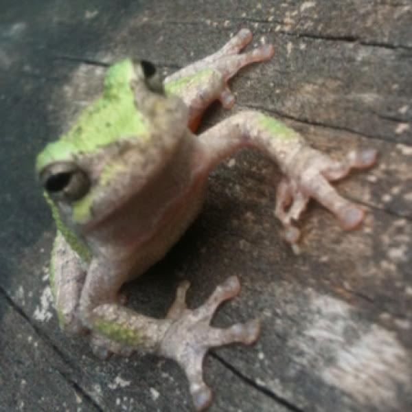 Gray treefrog complex | Project Noah