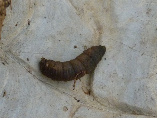 Crane fly larva | Project Noah