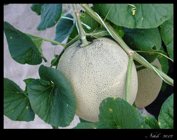 Rock Melon | Project Noah