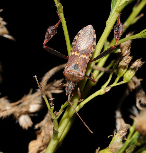 Western leaf-footed bug | Project Noah