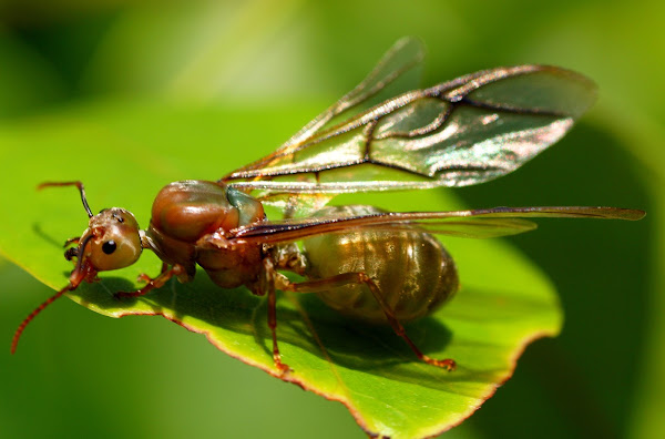Green Tree Ant ( Queen ) | Project Noah