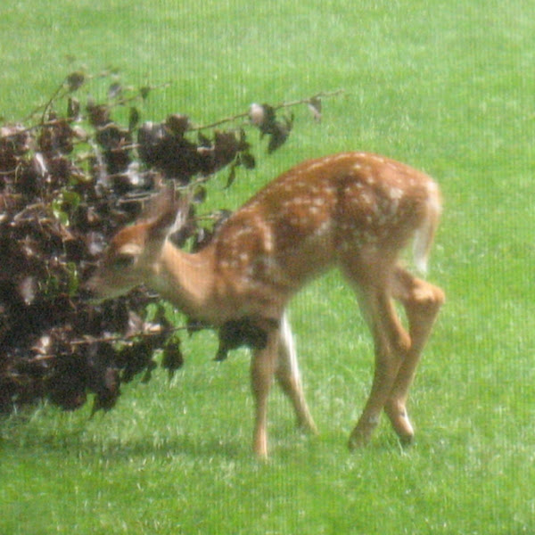 White-tailed deer fawn | Project Noah