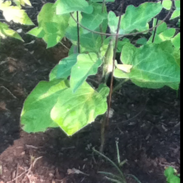 Eggplant | Project Noah