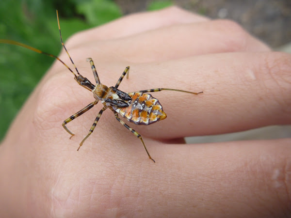Assassin Bug Nymph | Project Noah