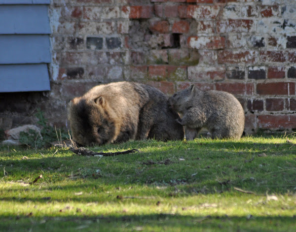 Common wombat | Project Noah