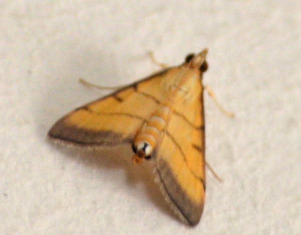 Rice Leaf Roller | Project Noah