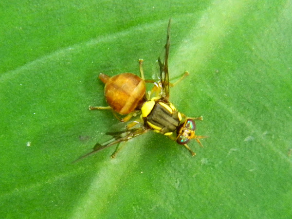 breadfruit fly | Project Noah