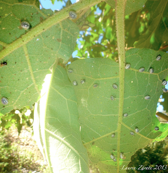 Leaf Beetle Larvae | Project Noah