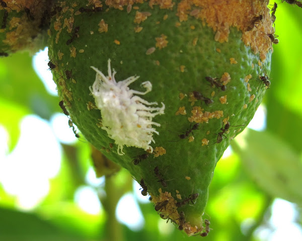 Mealybug Destroyer | Project Noah