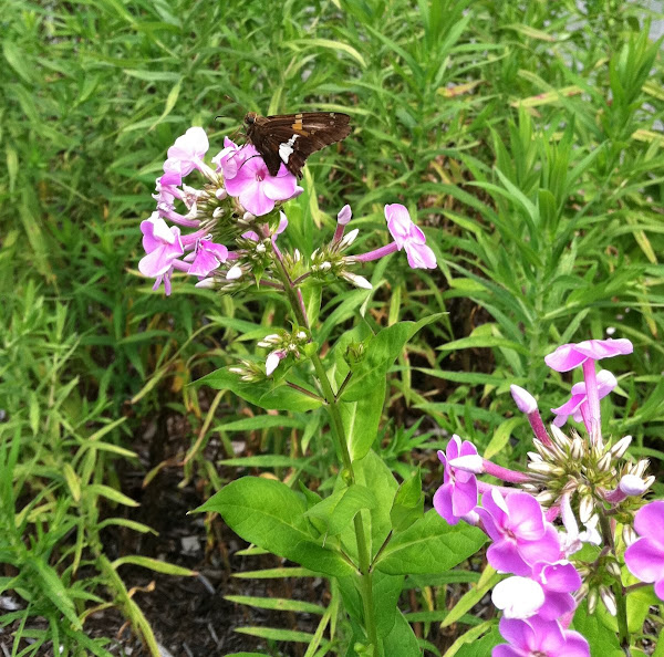 Tall Phlox | Project Noah