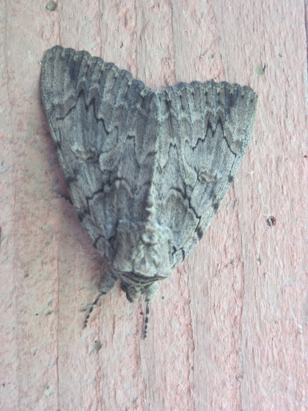 Sleepy Underwing | Project Noah