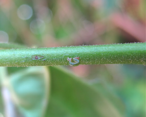 Geometer Caterpillar | Project Noah