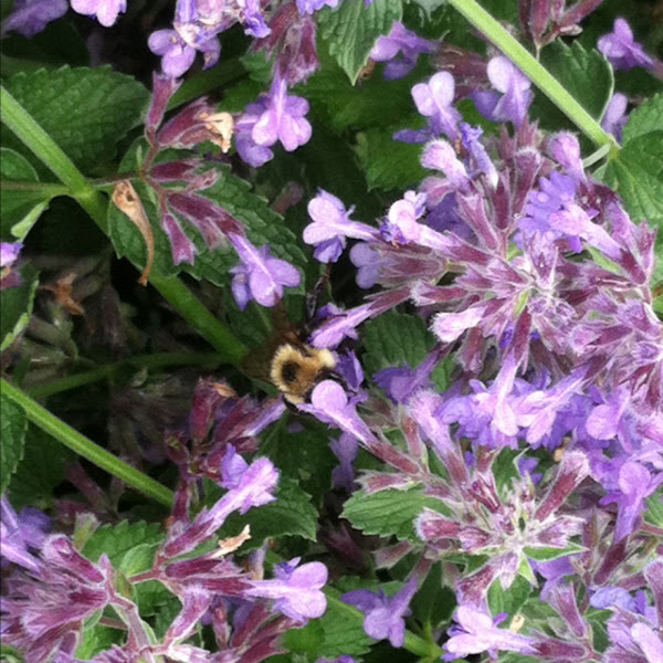 Common Eastern Bumble Bee | Project Noah