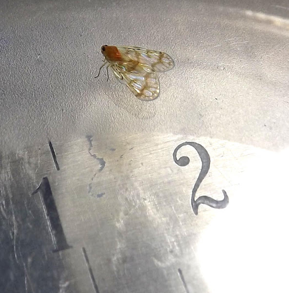 Derbid Planthopper | Project Noah