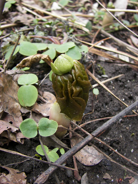 Mayapple | Project Noah