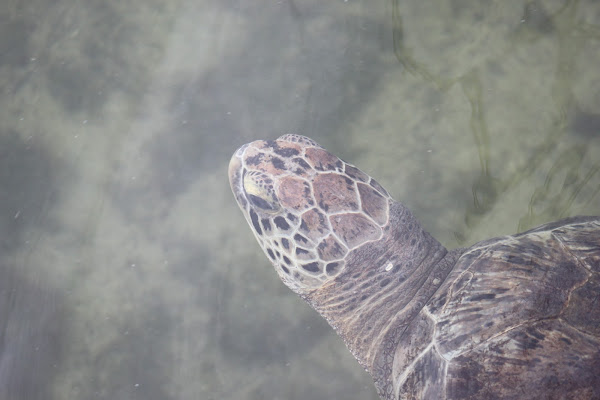 Hawksbill Sea Turtle | Project Noah