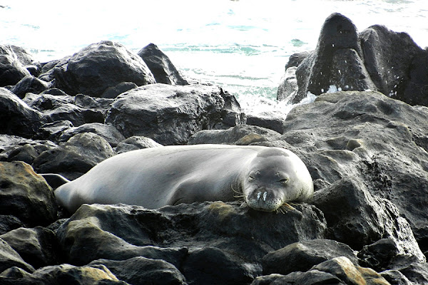 Hawaiian Monk Seal | Project Noah