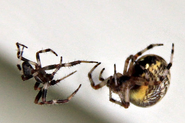 Marbled Orbweaver | Project Noah