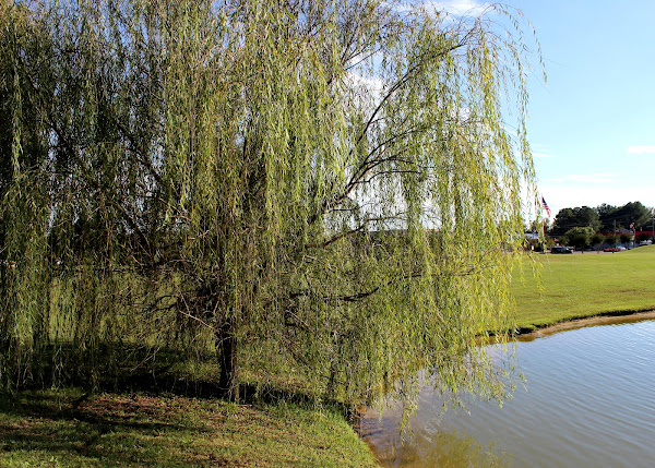 Weeping willow | Project Noah