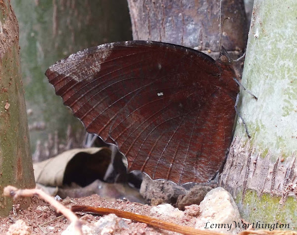 Common Palmfly | Project Noah