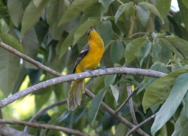 Orange Oriole (female) | Project Noah
