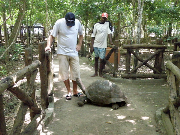 Aldabra giant tortoise | Project Noah