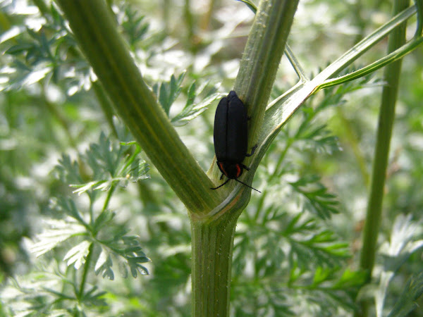 Diurnal Firefly on Queen Anne's Lace | Project Noah