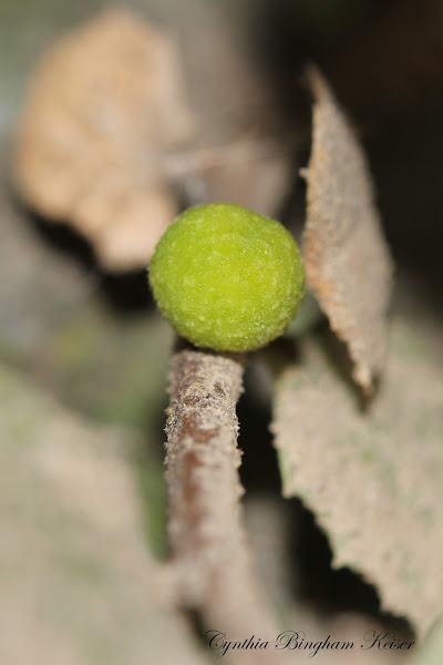 Live Oak Bud Gall | Project Noah