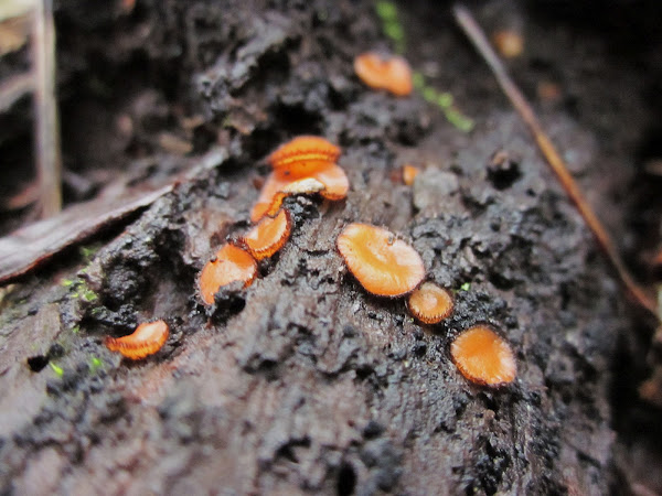 eyelash pixie cup | Project Noah