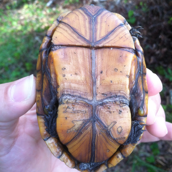 Three-striped Mud Turtle | Project Noah