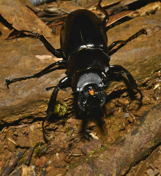 Beetle | Project Noah