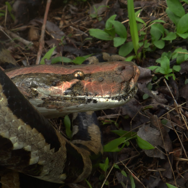 Indian Rock Python | Project Noah
