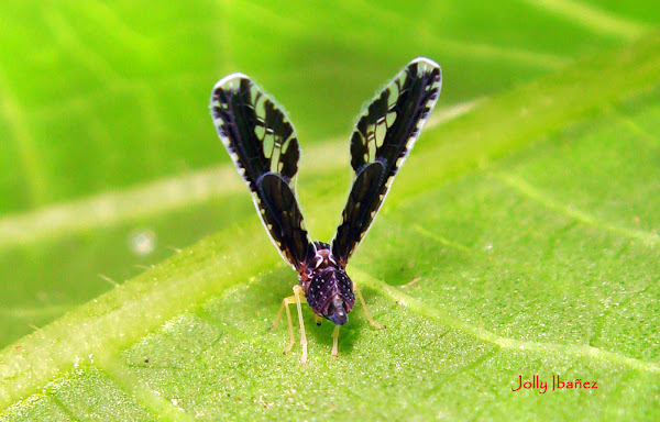 Derbid Planthopper | Project Noah