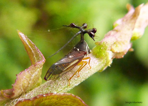 Membracid treehopper | Project Noah