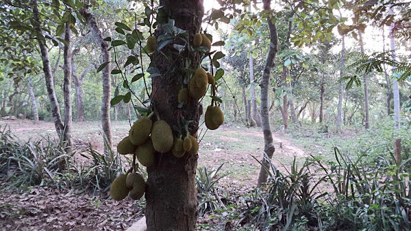 Jackfruit | Project Noah