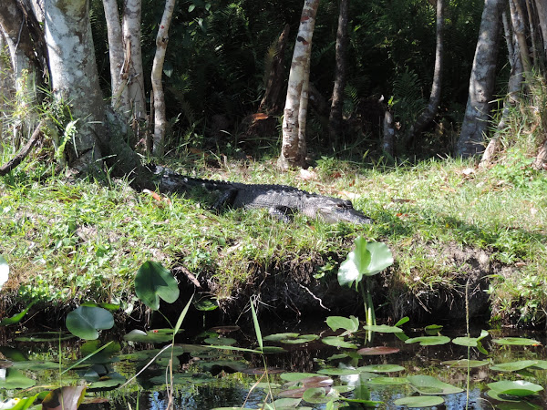 American alligator | Project Noah