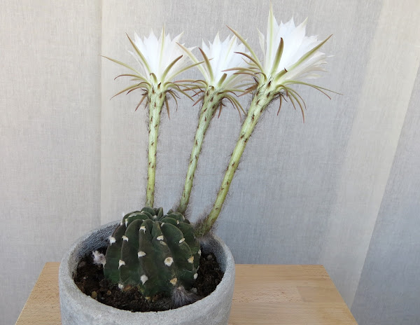 Cactus | Project Noah