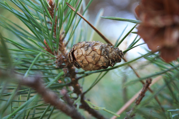 Scots Pine | Project Noah