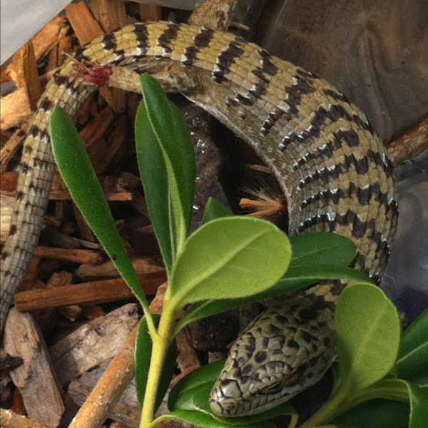Northern Alligator Lizard | Project Noah