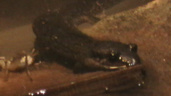 Dusky Salamander | Project Noah