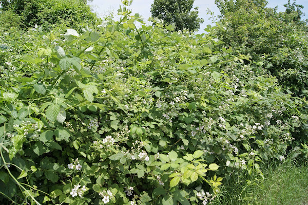 Blackberry | Project Noah